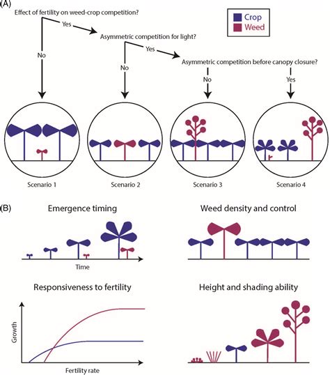 Effects Of Fertility Amendments On Weed Growth And Weedcrop