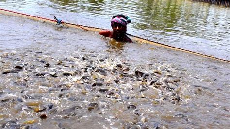 Hybride Magur Farming Pond Management In Village Catfish Fish