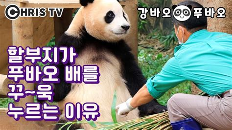 강바오푸바오 할부지가 푸바오 배를 꾸 욱 누르는 이유는 YouTube