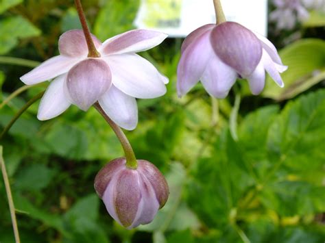 Anemonopsis Macrophylla Ranunculaceae