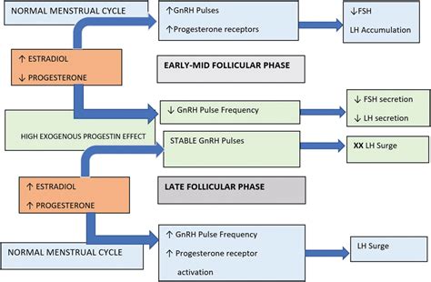 Progestin Primed Ovarian Stimulation Protocol Current Status In