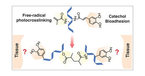 Catechol Conjugation For Bioadhesion In Photo Cross Linkable Biomaterials Acs Materials Letters