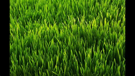 Grass Youtube
