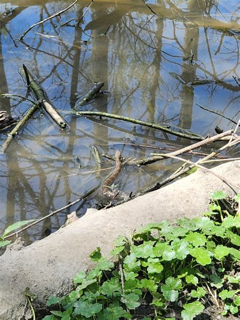 Is This A Banded Watersnake Rsnakes