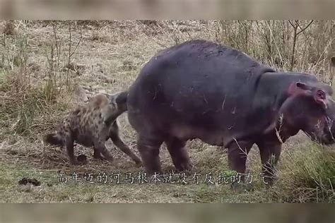 老犀牛躺地上休息，狮子上来就开吃，无力反抗的画面让人心疼！狮子犀牛画面