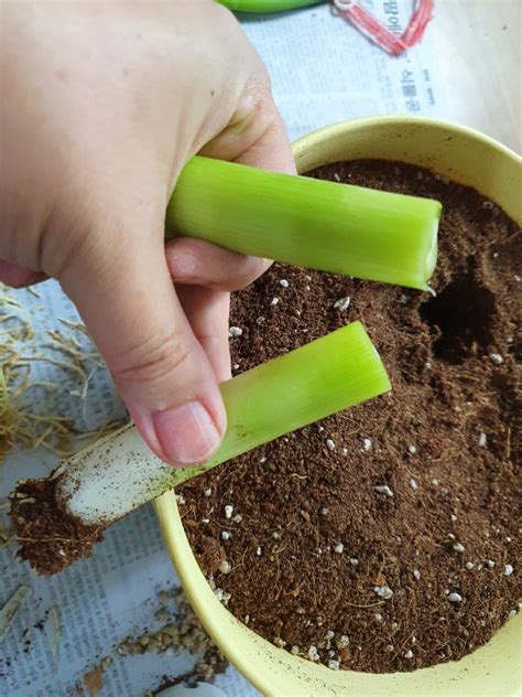대파씨앗 파종시기 씨뿌리기 대파모종 심는시기 대파심기 방법 집에서 수경재배 대파키우기 네이버 블로그