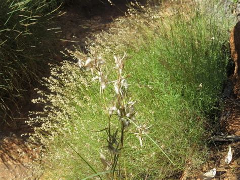 Silky Heads Cymbopogon Obtectus · Inaturalist