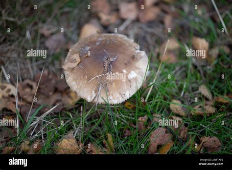 Colours Shapes And Textures Of The Fascinating World Of Autumnal