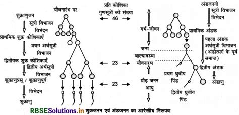 Rbse Class 12 Biology Important Questions Chapter 3 मानव जनन
