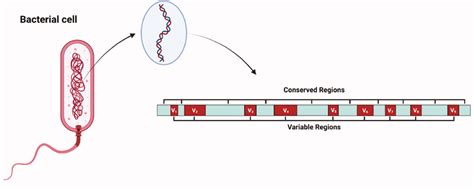16s Rrna Sequencing Bacterial Identification Service Mtoz Biolabs