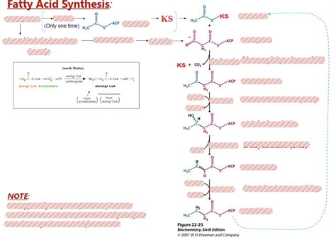 Fatty Acid Synthesis Structure Quiz Diagram Quizlet