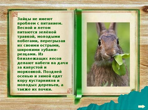 Заячьи лапы. Проект