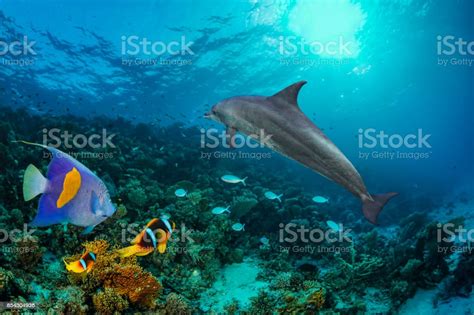 Dolphines 산호초 수 중 스쿠버 다이 버 관점의 홍 해 자연 및 야생 돌고래 바다 생활 학교 돌고래 떼에 대한 스톡 사진