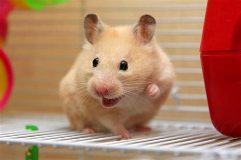 Hamster Lifespan How Long Do Hamster Live Pet Comments
