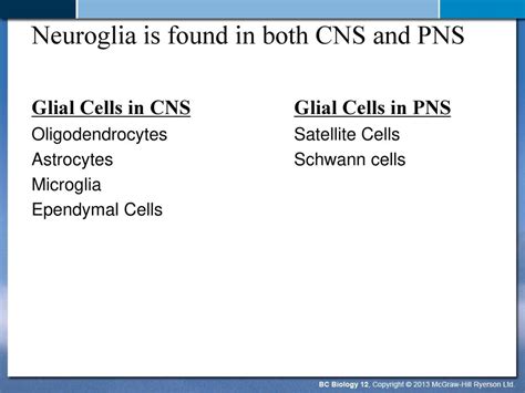 Chapter 12 Nervous System Ppt Download
