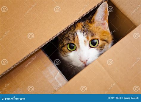 Cat in a box stock image. Image of curiosity, animal - 22112343