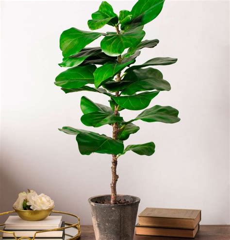 Ficus Lyrata Fiddle Leaf Fig Home Care Replanting And Propagation