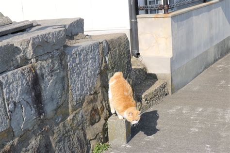 猫の島 青島 On Twitter プーちゃん（そのa） プーちゃんが歩いています。 丸々と太っており、栄養満点な猫ちゃんです。 桟橋前
