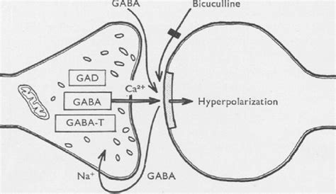 Figure 11 From Setting Gaba Levels Gaba Transporters Modulation By Adenosine Receptors