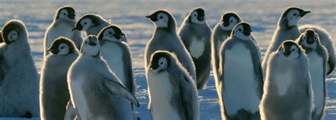 Frozen Planet Ii A Winter Warmer The Gryphon