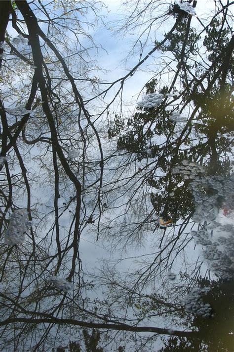 Water Reflection Trees Free Photo On Pixabay Pixabay Water Reflection Trees Free Photo On Pixabay Pixabay