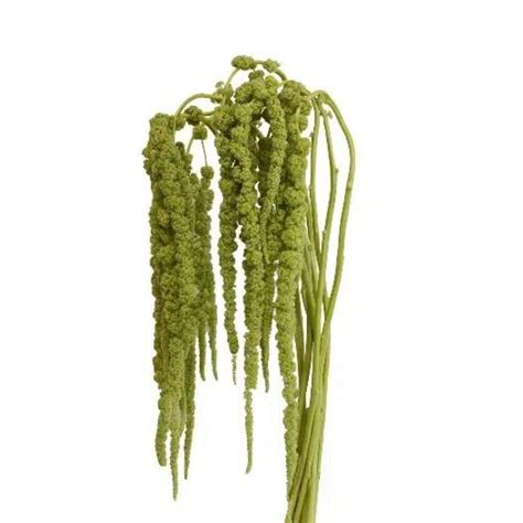 Amaranthus Hanging Green 5 Stems Metro Flower Market