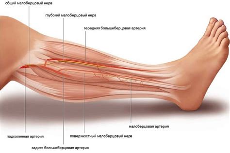 Большеберцовая и малоберцовая кость анатомия расположение патологии