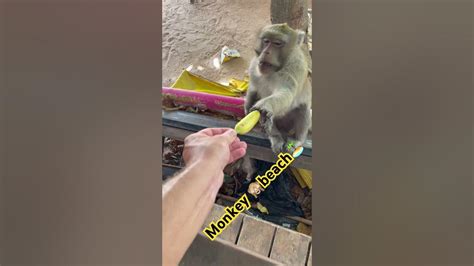 Обезьяна ест банан 🍌 Youtube