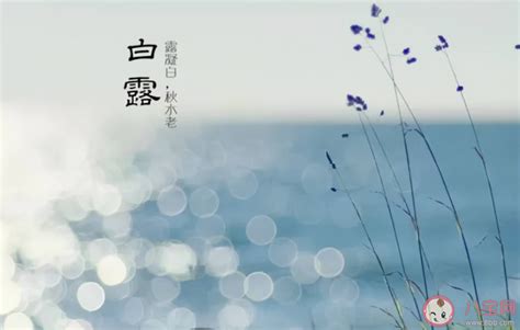 白露三侯是哪三侯 白露如何养生 八宝网