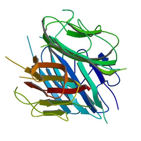 Adiponectin Wikipedia