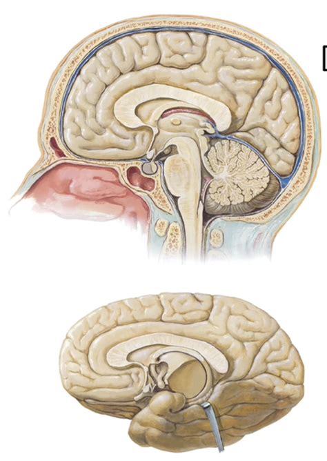 Diencephalon Diagram Quizlet