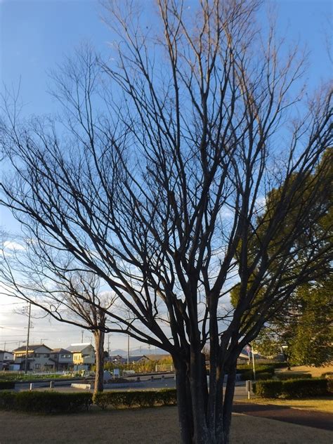 堪能する冬と待ち遠しい春 無門の縁台日記PART3