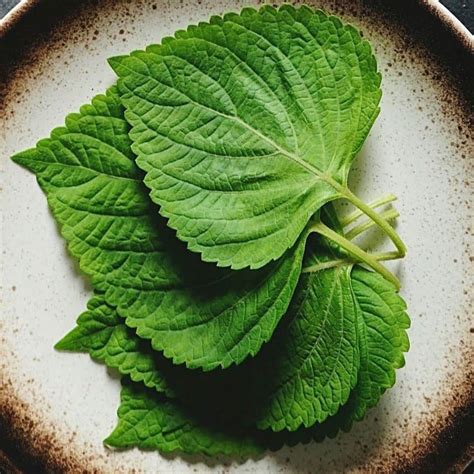 Shiso Leaf Fresh Oba Pacific Wild Pick