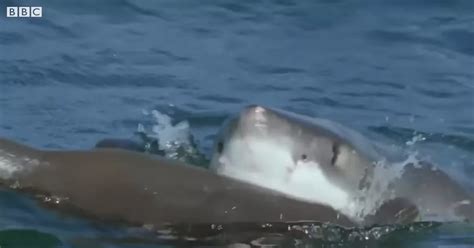 Dramatic Moment Great White Shark Attacks Seal Pup In Astonishing