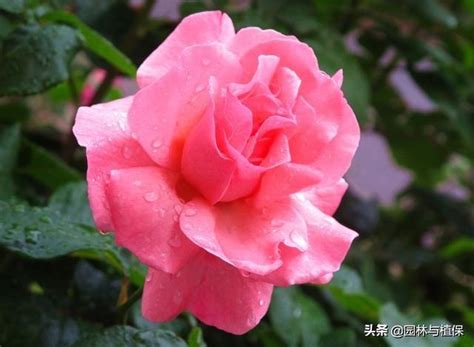 薔薇屬三姐妹——月季玫瑰薔薇傻傻分不清楚 每日頭條