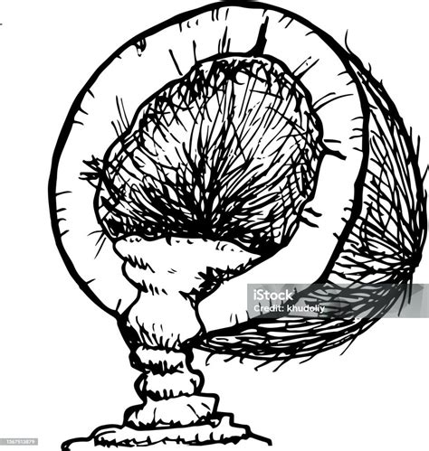 Kelapa Hitam Dan Putih Vektor Tangan Menggambar Sketsa Ilustrasi Stok