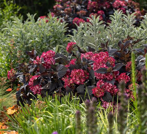 Eclipse® Bigleaf Hydrangea Calloways Nursery