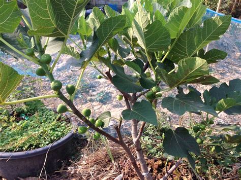 ไม่ต้องดูแล อะไรมากมาย สวนมะเดื่อฝรั่ง Fig For Health ผลไม้เพื่อสุขภาพ จำหน่ายผลสด และ กิ่ง