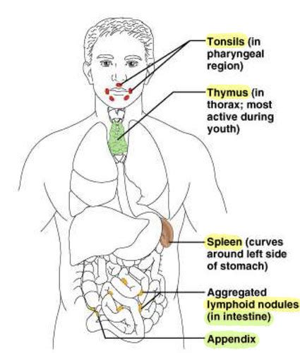 Anatomy Tonsils Thymus And Lymph Nodes Flashcards Quizlet