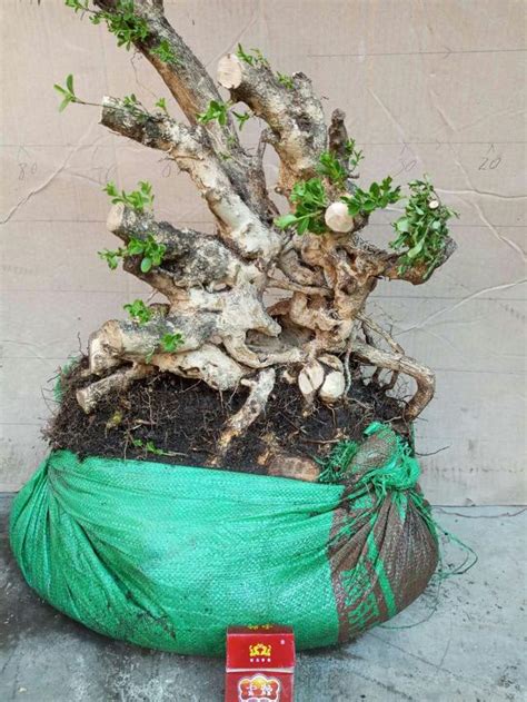 山區樹樁很多種，下山松和花皮榆樹以及黃楊樹樁不少，來瞧瞧！ 每日頭條
