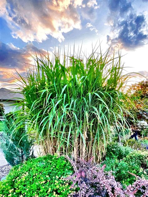 Shop Lake City Grasses 22