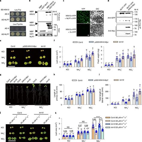 Regulatory Functions Of Cellular Energy Sensor Snrk1 For Nitrate