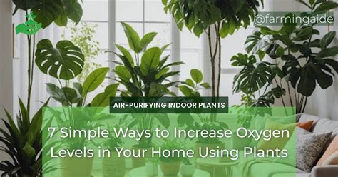 7 Simple Ways To Increase Oxygen Levels In Your Home Using Plants