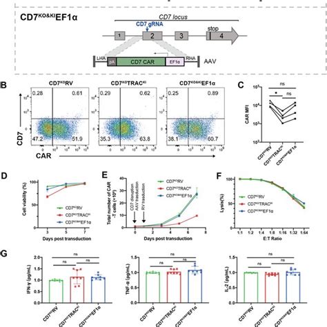 Potent Cytotoxicity Coincided With Fratricide Of Cd7 Car T Cells A