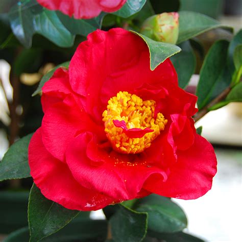 Camellia Japonica Bob Hope Arts Nursery Ltd