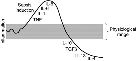 Hypothetical Biphasic Immuno Inflammatory Response To A Traumatic