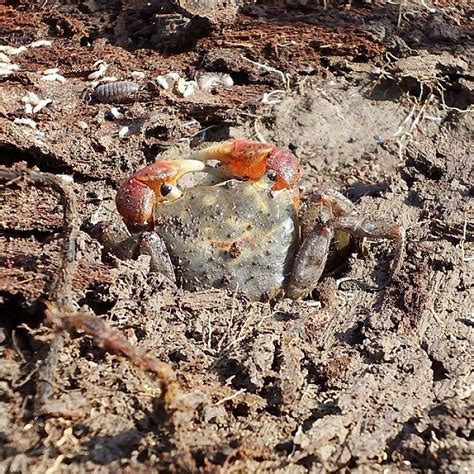 アカテガニ はなもく散歩