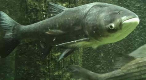 Europes Voracious Appetite For Frogs Human Consumption Is Threatening