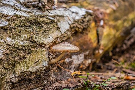 버섯 밤나무 Boletus 나무 줄기 Pixabay의 무료 사진 Pixabay