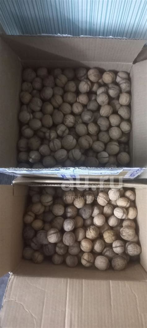 Грецкий орех — купить в Красноярске Ягоды орехи на интернет аукционе